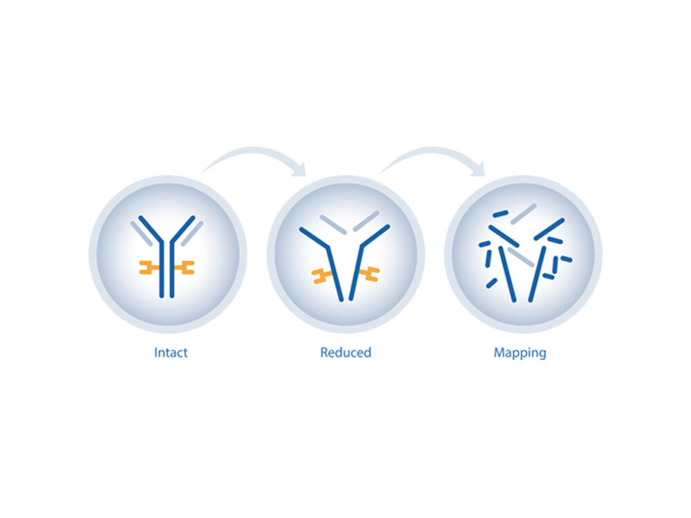 Protein Characterization
